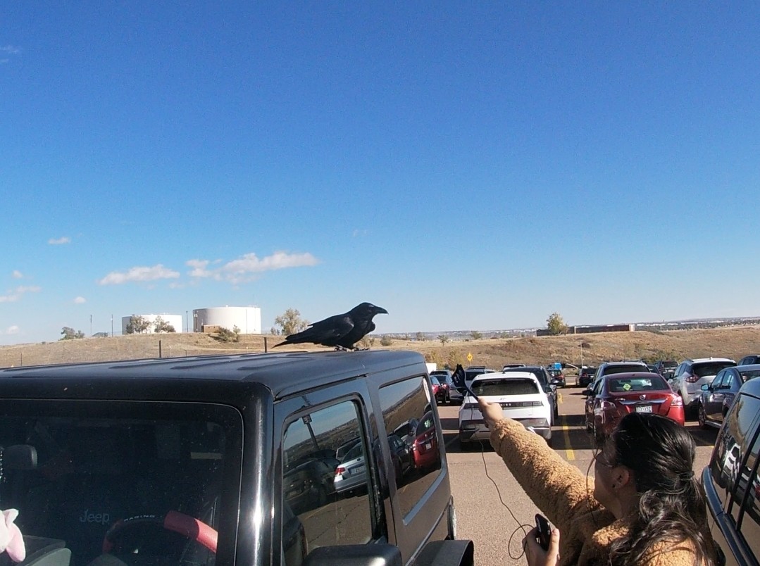 An Unkindness (of Ravens) Lives at Centennial Campus by Destiny ...